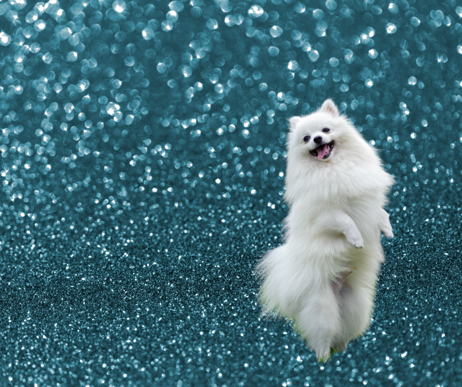 Sparkle Star Poms – World-Class White Pomeranians